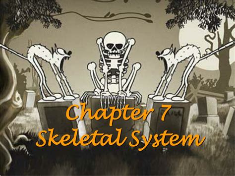 PPT Skeletal System Functions In Human Bones PowerPoint Presentation ID 9457528