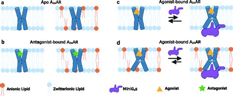 Visualization Of The Role Of Anionic Lipids In Complex Formation Of A Download Scientific