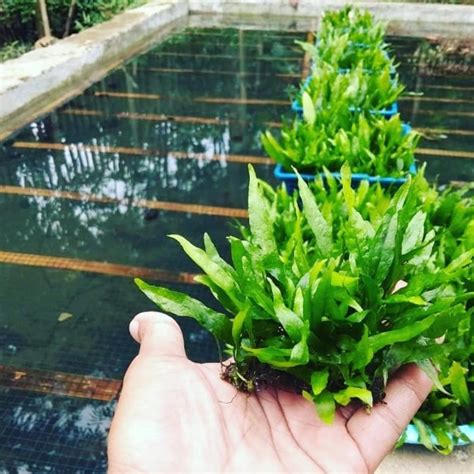 Jual Kadaka Mini Tanaman Aquascape Shopee Indonesia
