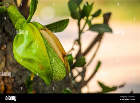 Jackfruit Flowers