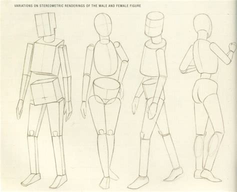 Ide 39 Basic Human Anatomy Drawing