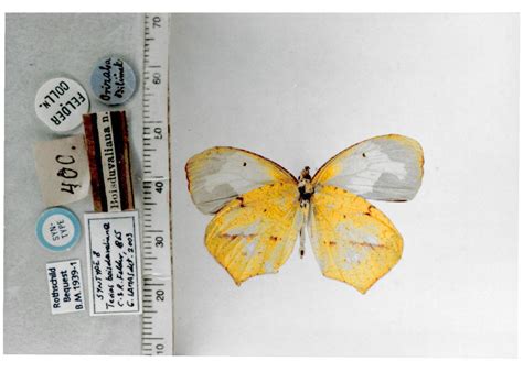 Eurema Arbela Boisduvaliana Type Specimens