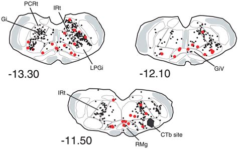 Distribution Of The Single Ctb Black Dots And Double Labelled Fosctb