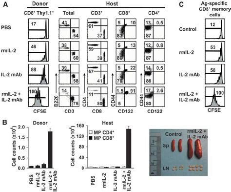 Marked Selective Expansion Of Mp And Ag Specific Memory Cd8 þ T Cells