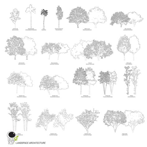 Vector Landscape Illustration Bundle Tree Elevation Vectors