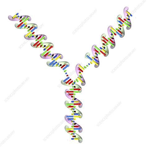 Dna Replication Illustration Stock Image C0267678 Science Photo