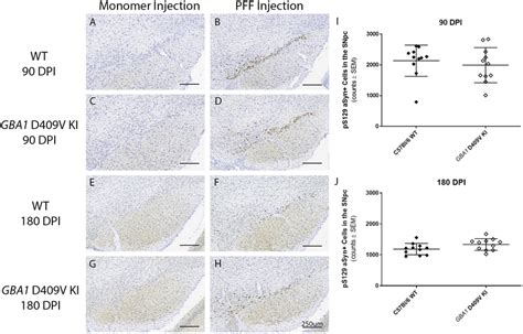 Injection Of Alpha Synuclein Preformed Fibrils Leads To Similar