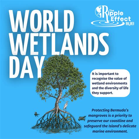 The Ripple Effect Assets Bermuda Underwater Exploration Institute