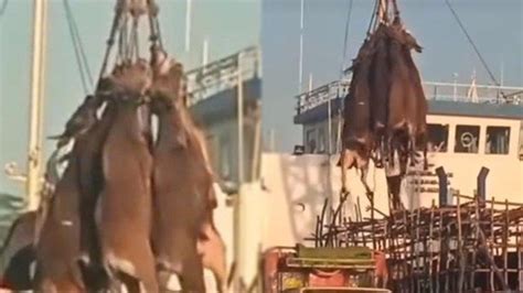 Heboh Video Pengangkutan Sapi Dari Kapal Ke Truk Dengan Ditarik Kepalanya Tribunmanado Co Id