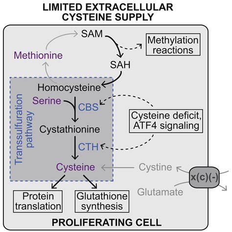 Transsulfuration Activity Can Support Cell Growth Upon Extracellular Cysteine Limitation Cell