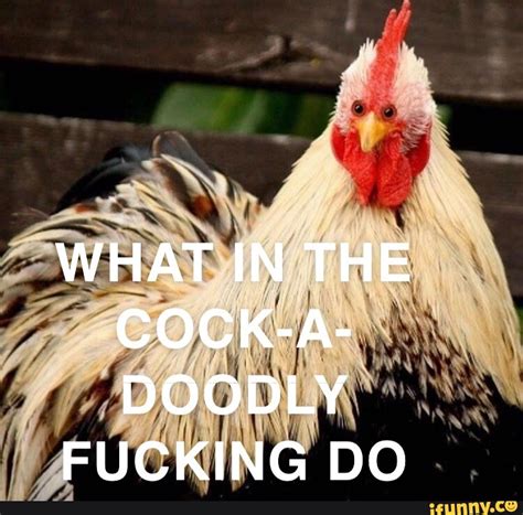 What In The Cock A Doodly Fucking Do Ifunny Brazil