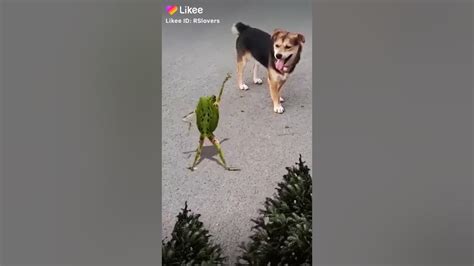 Baka Baka Dance Youtube