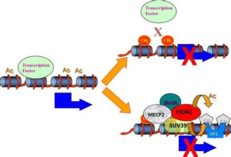 Dna Methylation In Promoters Silences Gene Expression By Different