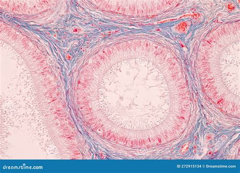 Histological Epididymis And Testis Human Cells Under Microscope Royalty Free Stock Image