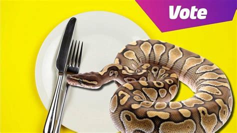 Python Eats Too Much