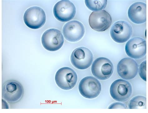 Core Shell Microcapsules Containing Cac Download Scientific Diagram