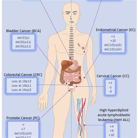 Chromosomal Alterations Most Frequently Observed In Several Types Of