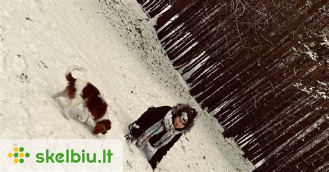 Kavalieriaus Karaliaus Karolio Spanielis Skelbiult