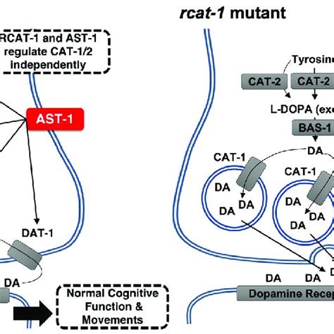 The Role Of Rcat 1 In Dopaminergic Neurons Of C Elegans Rcat 1