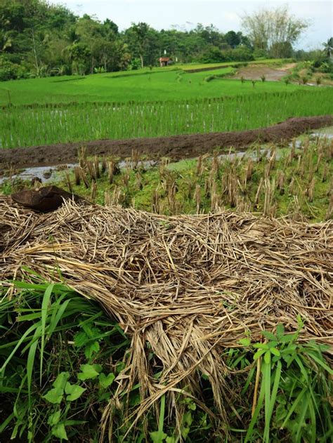 View Of Rice Farming Fields In Indonesia Stock Photo Image Of Water Nature 299697070