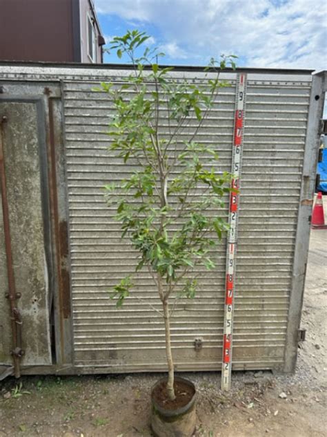 Gooturestore ヤマモモ