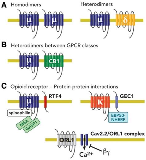 Illustration Of A Homodimerization Interaction Of Two Receptors Of Download Scientific