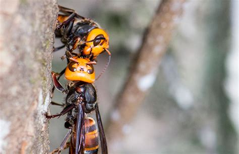 Japanese Hornet Attack Hunting Hornets Using Rat Glue Sticking