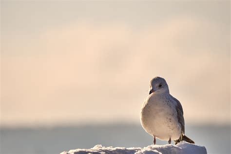 눈 더미 위에 앉아 있는 갈매기 사진 Unsplash의 무료 이미지