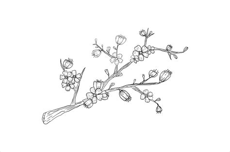 Premium Vector Black And White Sakura Lineart Botanical Illustration Vintage Floral Clip Art