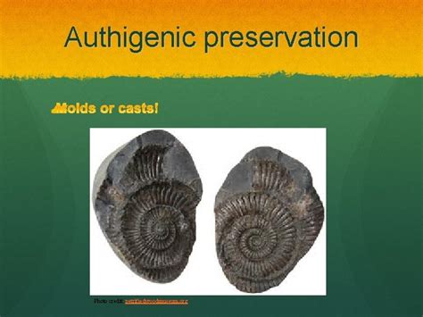 Fossils What Are Fossils Different Types Of Fossils