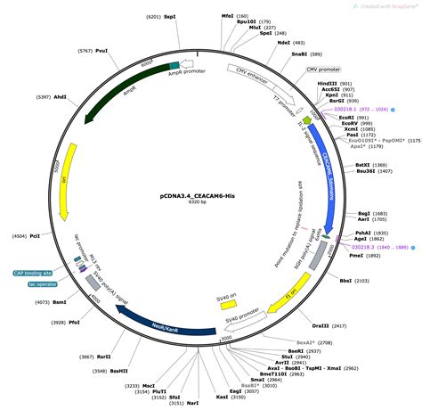 Addgene Pcdna3 4 Ceacam6 His