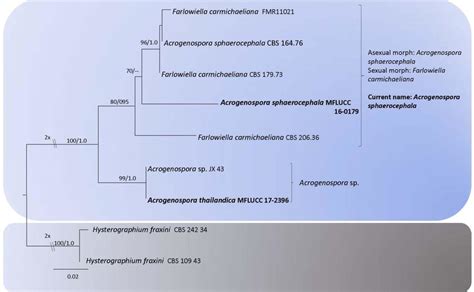 simplified phylogram showing the best raxml maximum likelihood tree