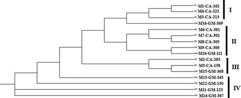 Unweighted Pair Group Method With Arithmetic Mean Upgma Cluster