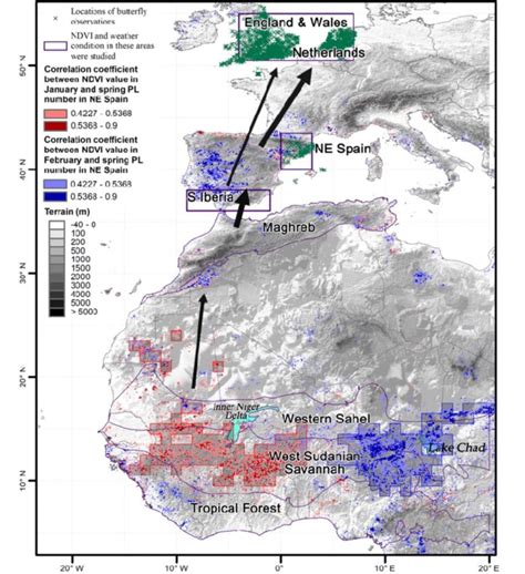 Butterflies Cross The Vast Sahara Desert In Longest Known Insect Migration