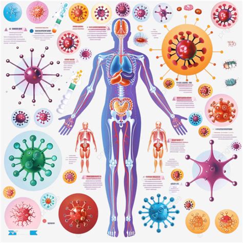 Immune System Colored Infographic Medical Disease Health Png