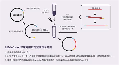 分子克隆 无缝克隆原理与传统酶连法的区别