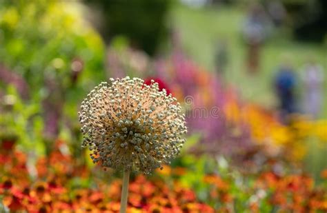 Allium Flower Seed Heads Photographed In Mid Summer At The Rhs Wisley