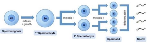 Development And Physiology In Multicellular Organisms Evolution From