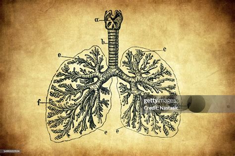 The Trachea And Its Branches High Res Vector Graphic Getty Images