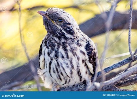 Pallid Cuckoo Chick in South Australia Stock Photo - Image of close ...