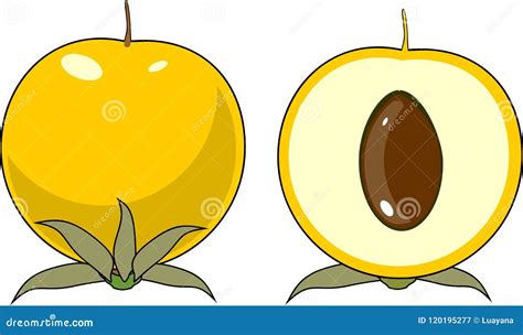 Seedling And Internal Structure Of Dicot Seed Stock Vector Illustration Of Botany Structure