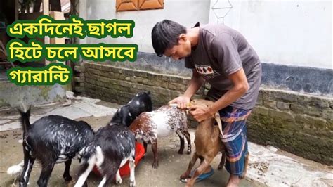 একদিনেই ছাগল হিটে চলে আসবে গ্যারান্টি Viralvideo Youtube Farming Youtube
