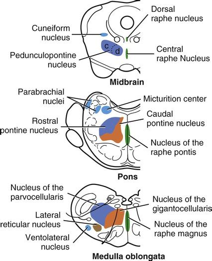 Raphe Nuclei Reticular Formation
