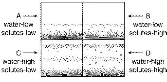 Diffusion Quiz BIOLOGY JUNCTION