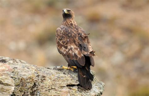Adult Female Golden Eagle Stock Image Image Of Bird 62628575