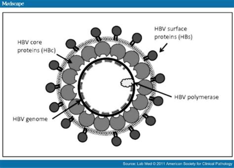Clin Lab Hepatitis Flashcards Quizlet