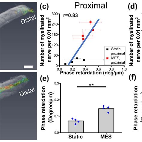 Polarization Sensitive Optical Coherence Tomography Ps Oct Imaging Of Download Scientific