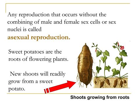 Lesson 15 Reproduction From Roots Leaves And Stems PPT Gardening Home Garden