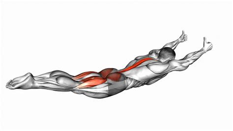Superman Hold Exercise Guide How To Muscles Worked And Variations