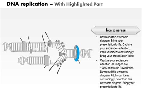 DNA Replication Medical Images For PowerPoint PowerPoint Presentation Designs Slide PPT